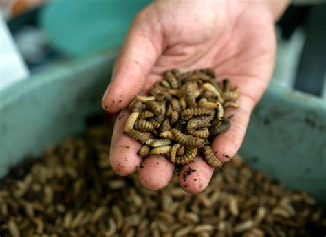 Insect Larvae At Play Leading The Eco Friendly Way Goingpublicde