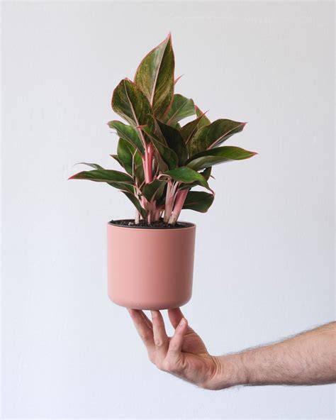 Jenis Aglaonema Untuk Memperindah Ruangan Rumah Cantik