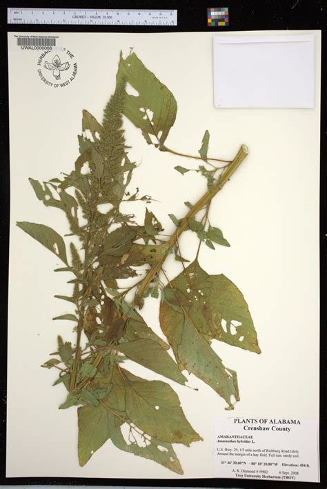 Amaranthus Hybridus Species Page Apa Alabama Plant Atlas
