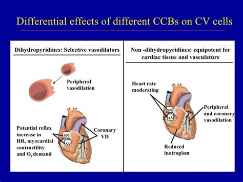 Dihydropyridine Vs Nondihydropyridine Dihydropyridines Effect On Ca