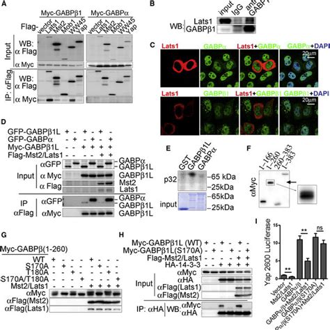 Mst1 Mst2 DKO Cells Exhibit Enhanced Expression Of The Yap Gene And