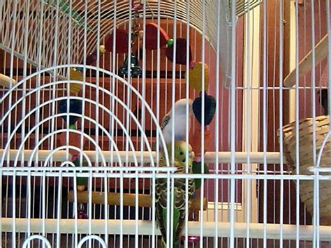 My Budgies Budgiez