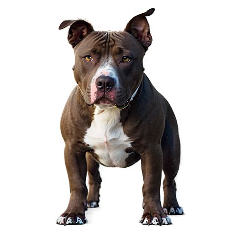 Download Pitbull In Snow Png Brv4