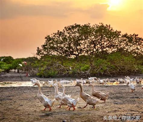 「常回家逛逛」大酬賓，20個廣西烤海鴨蛋免費送，0運費！ 每日頭條