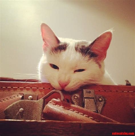 Nom Cute Cats Hq Pictures Of Cute Cats And Kittens Free Pictures