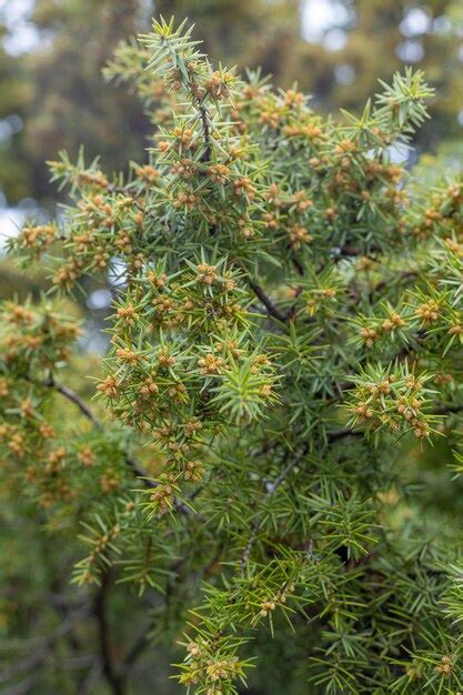 Premium Photo The Texture Of A Juniper Tree Branch On A Green Needle