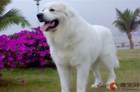 新手养大白熊犬的注意事项 几个月开始认主 唯宠网