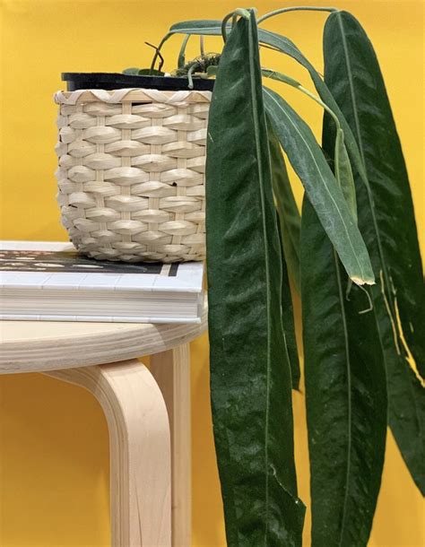 Anthurium Pallidiflorum Care My Best Tips