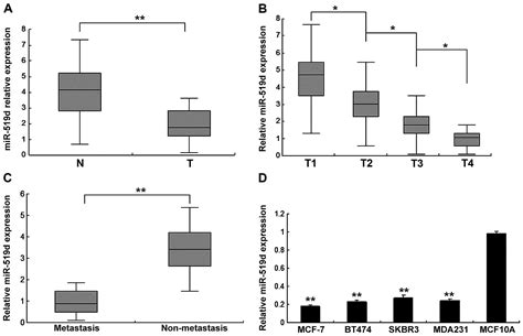Mir 519d Mediated Downregulation Of Stat3 Suppresses Breast Cancer