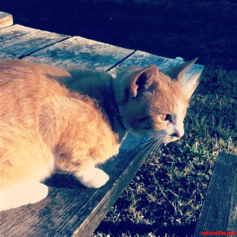 Meet My Cat Gary Cute Cats Hq Pictures Of Cute Cats And Kittens