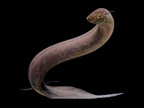 This Lungfish Known As Living Fossil Has Largest Ever Genome