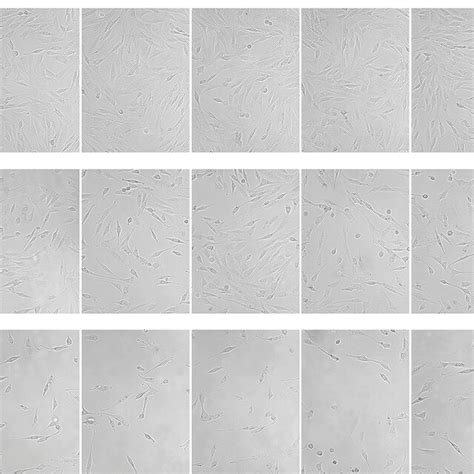 Figure S4 Nih 3t3 Or Umr 106 Cells After 24 H Incubation With The Download Scientific Diagram