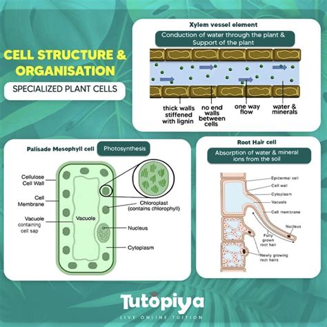 Unveiling The Secrets Of Specialized Plant Cell Structure And Functions Cambridge Igcse