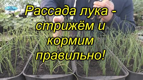 Когда и как подстригать рассаду лука из семян Кормить или не нужно