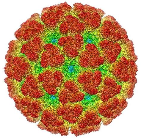 Viruses Under The Microscope Characteristics Morphology And Life Cycle
