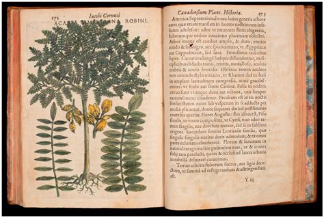 On The Persistence Of The Organic The Material Lives Of The Robinia