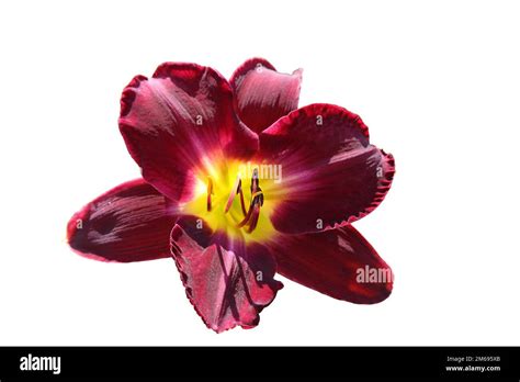Lily Macro Details Cut Out Stock Images And Pictures Alamy