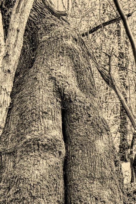 The Trunk Of An Old Tree Overgrown With Moss Stock Image Image Of