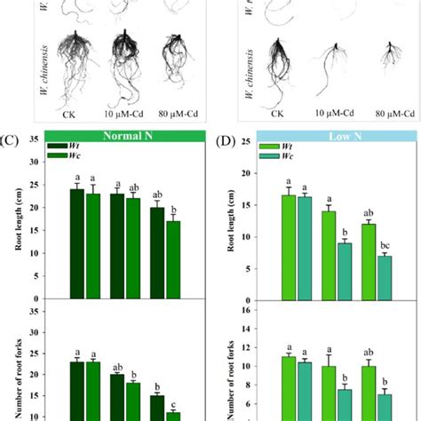Root Scanning Phenotypes Of W Trilobata Wt And W Chinensis Wc