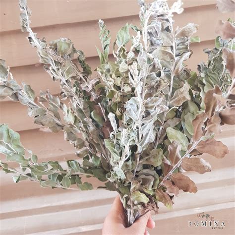 Jual Bunga Kering Daun Memusa Asli Shopee Indonesia