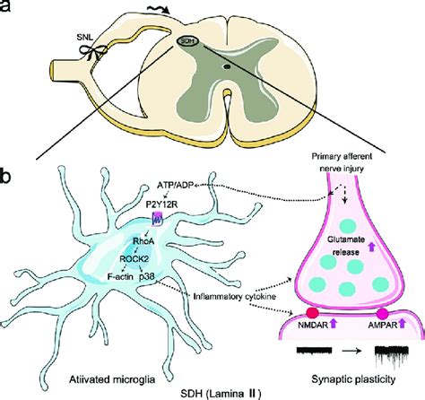 Schematic Illustration Of Neuron Microglia Interactions In The
