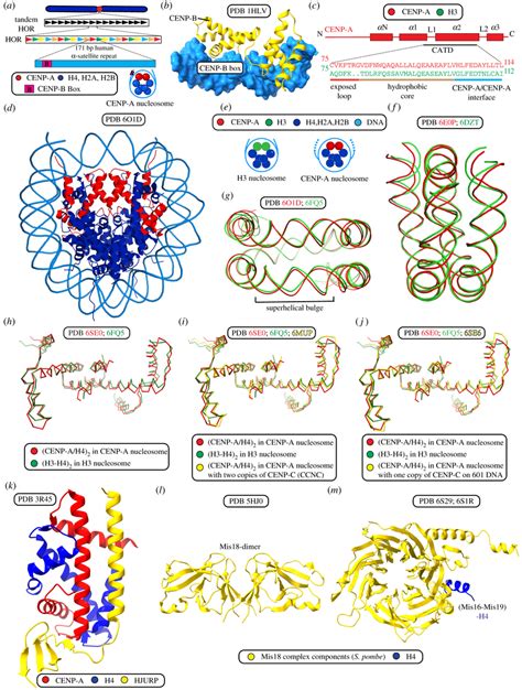 Structure And Assembly Of Cenp A Chromatin A Human Centromeres