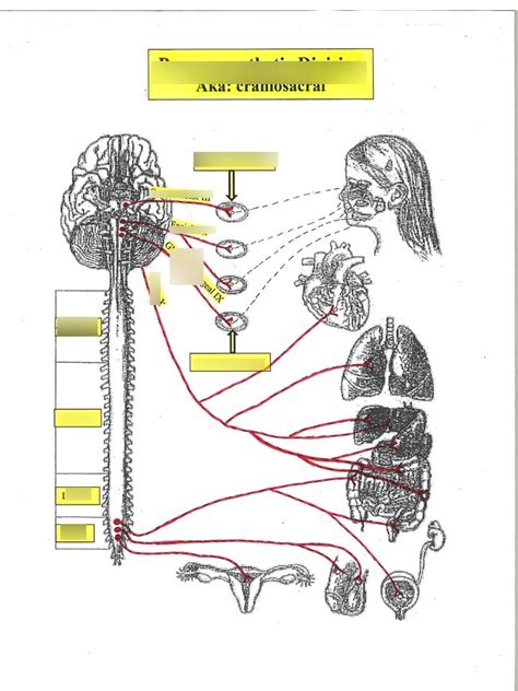 Parasympathetic Division Craniosacral Diagram Quizlet