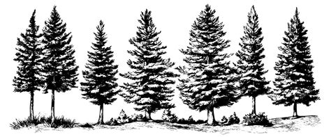 Premium Vector Pine Sketch Forest Spruce And Black Spruce Shapes