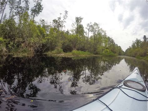 125 Gators126 Gators127 Alligators In Okefenokee Swamp — The