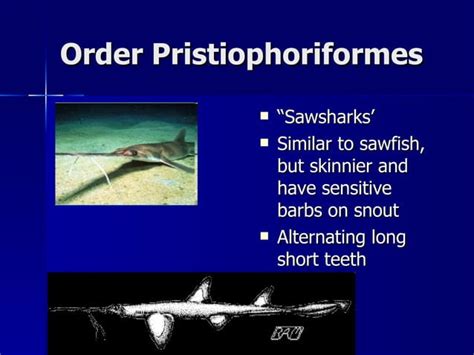 17 Class Chondrichthyes Notes