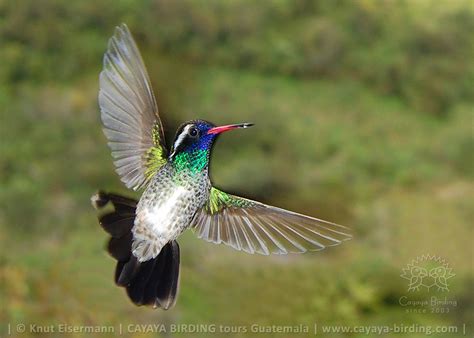 White Eared Hummingbird