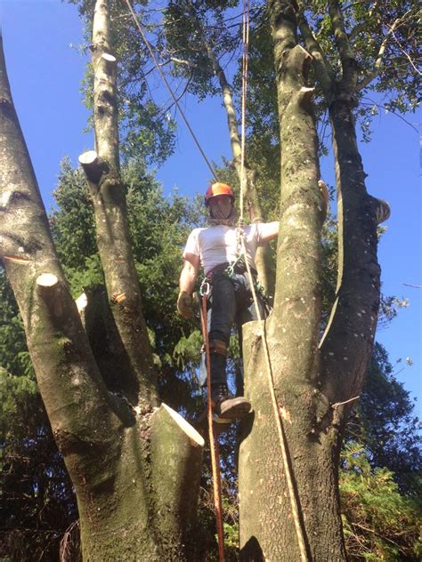Tree Removal By Tree Masters Tree Service Portland Oregon