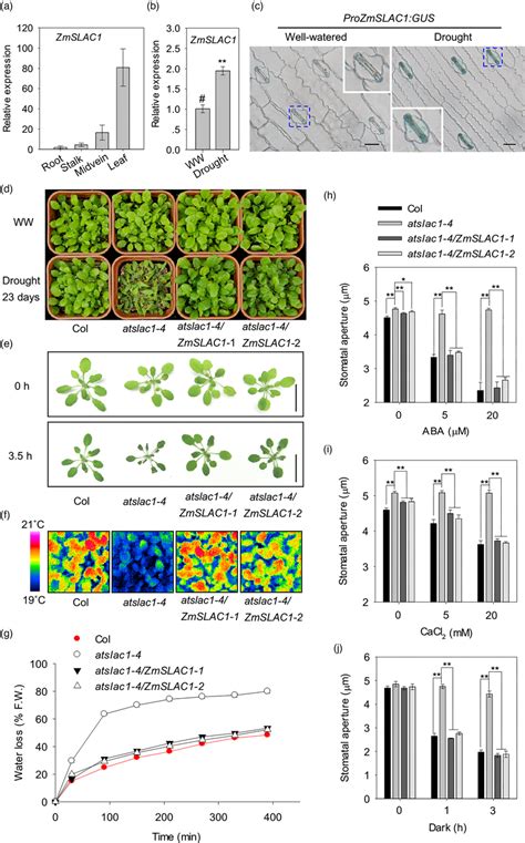 Expression And Localization Analyses A Rt‐qpcr Analyses Of Tissue Download Scientific