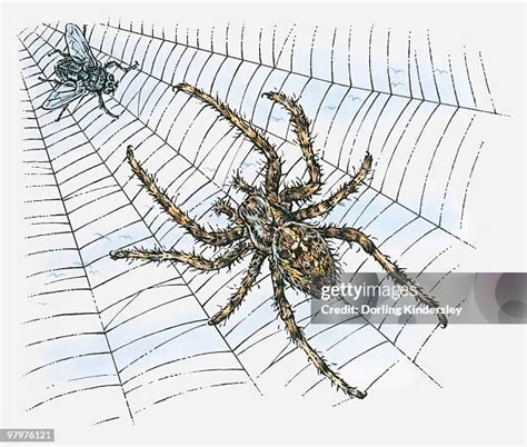 Illustration Of Spider With Fly Caught In Web High Res Vector Graphic