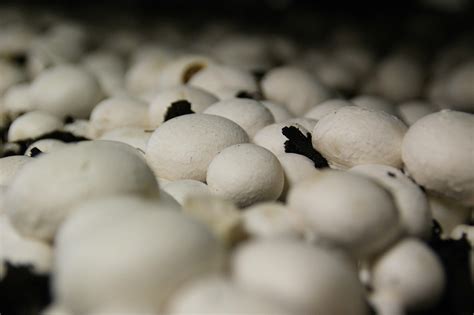 El Cultivo de Hongos Comestibles Cómo Empezar y si se Gana