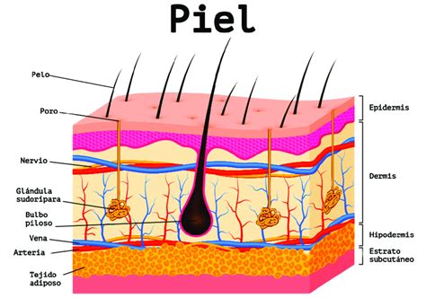 Anatomía de la piel Se pueden apreciar sus diferentes capas
