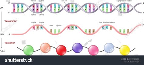 Transcription Translation Dna Rna Protein Stock Vector Royalty Free