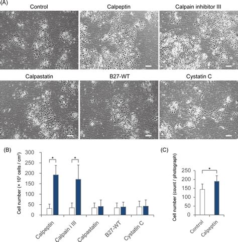The Proliferation And Attachment Of Oral Mucosal Epithelial Cells In