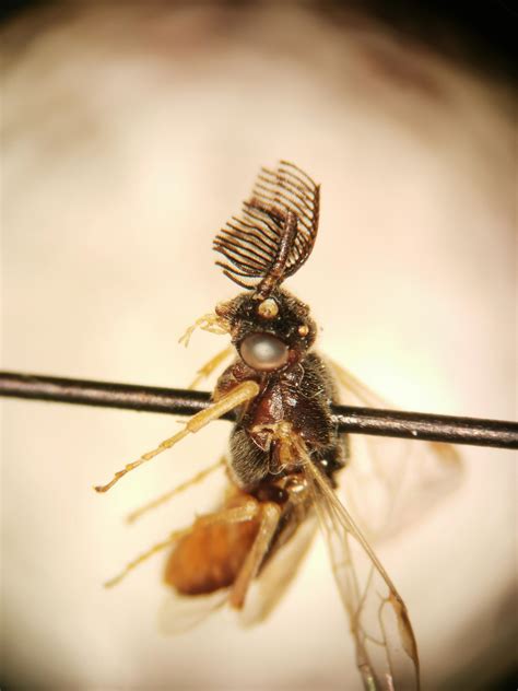 Keying Out Hymenoptera Families In My Intro To Entomo Class Today Look At The Antennae On This