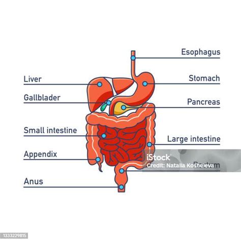 소화 인간 시스템 간단한 평면 일러스트 내부 창자 장기 배너 디자인 결장에 대한 스톡 벡터 아트 및 기타 이미지 결장 복부