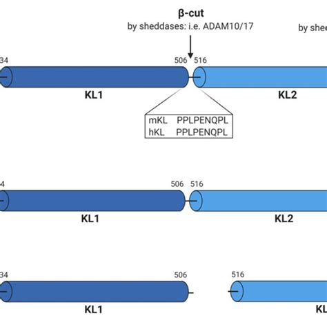Klotho Mouse Models For Renal And Cardiovascular Diseases Download
