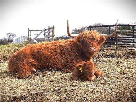 Issue 37 Ai Calves And A Set Of Twins Elm Hollow Farm