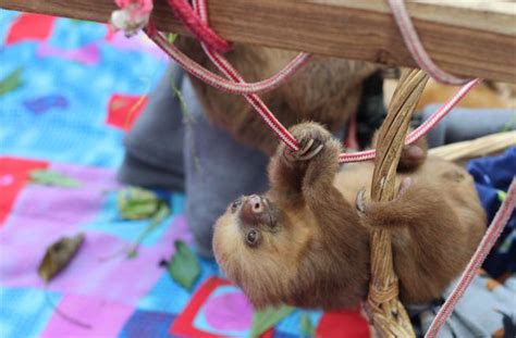 Have A Sleepover With Some Sloths At This Sloth Sanctuary Fodors