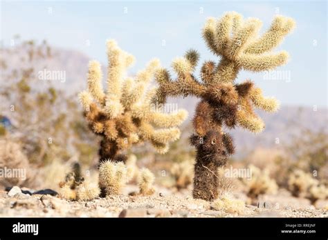 Small Joshua Trees In The Joshua Tree National Park California Usa