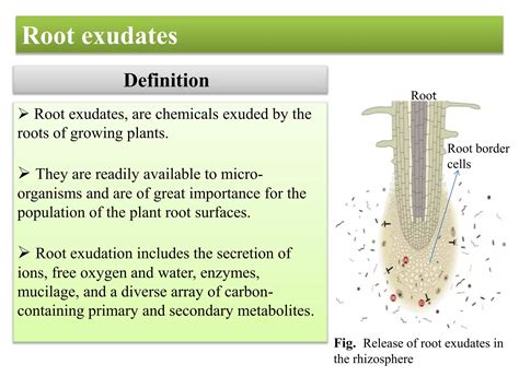 Root Exudates Functions In Plant Microbe Interaction Pptx
