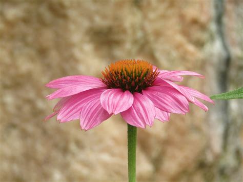 Echinacea Coneflower Topi Matahari Foto Gratis Di Pixabay Pixabay