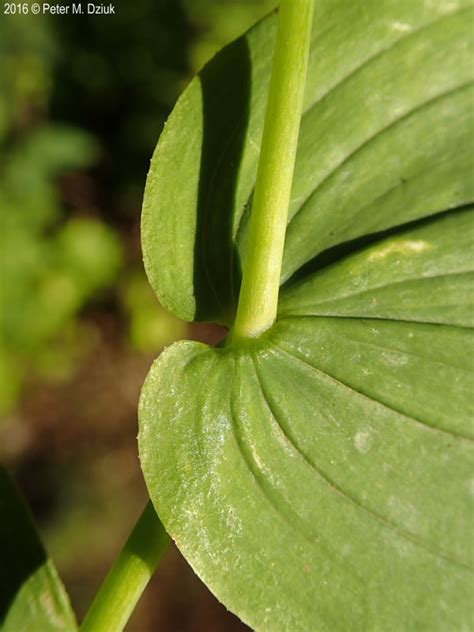 Streptopus Amplexifolius Clasping Leaved Twisted Stalk Minnesota