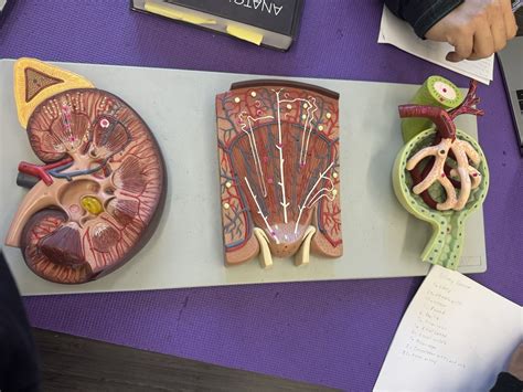 Urinary System Pt 2 Diagram Quizlet