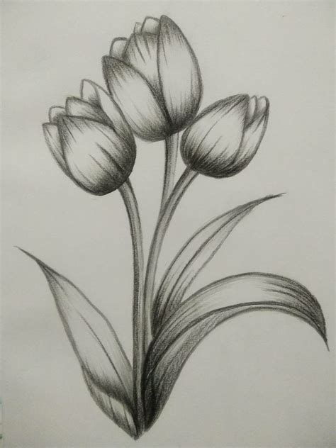 Sketsa Bunga Tulip