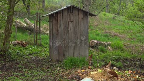 Chickens Forage For Food Outside Stock Footage Video Of Domestic